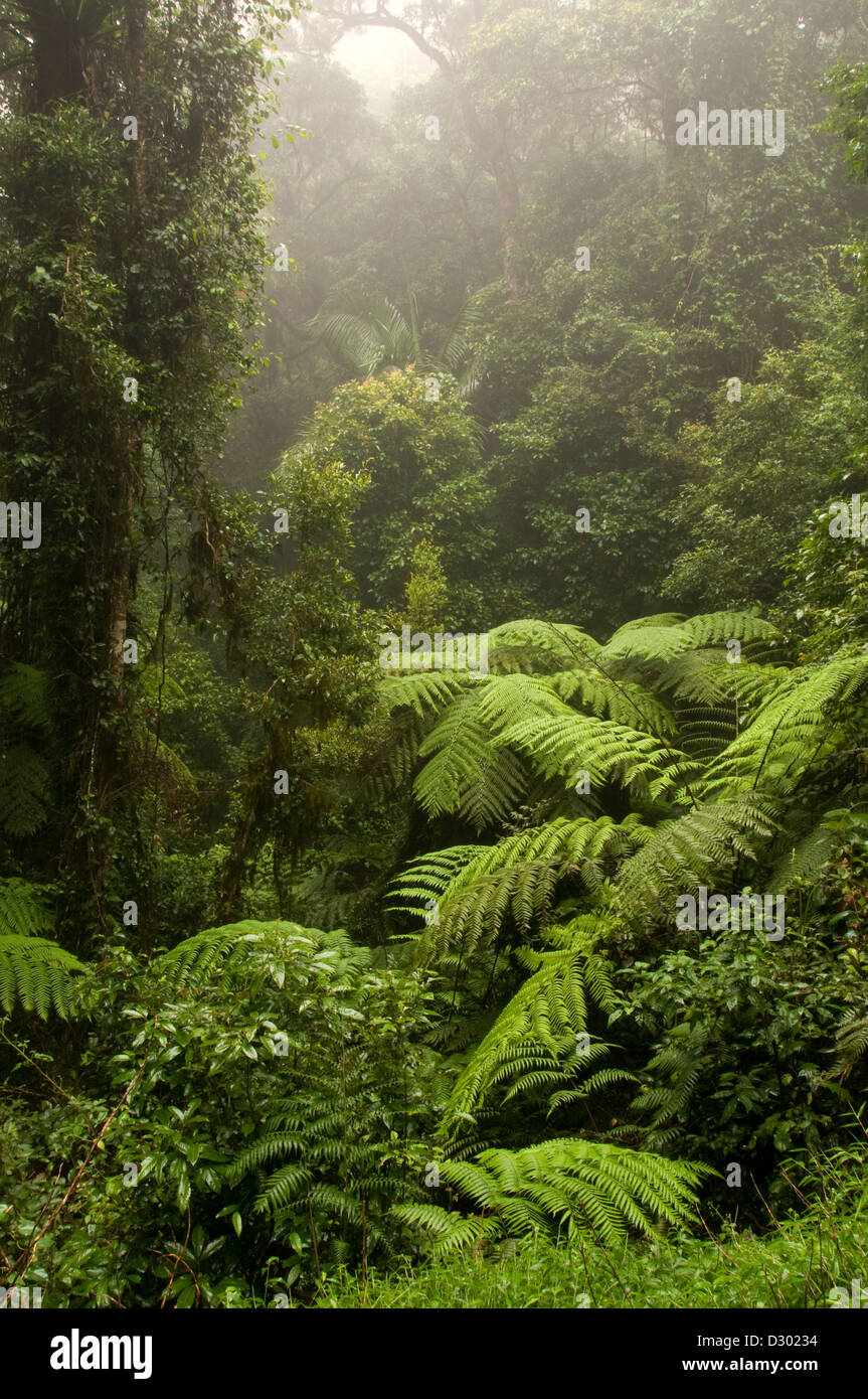 Border ranges national park new south wales hi-res stock photography ...