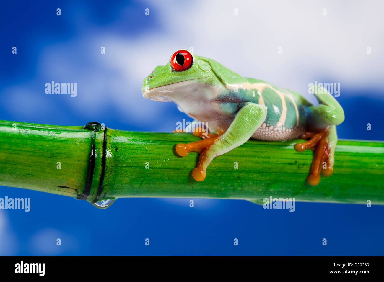 Red eyed tree frog Stock Photo - Alamy