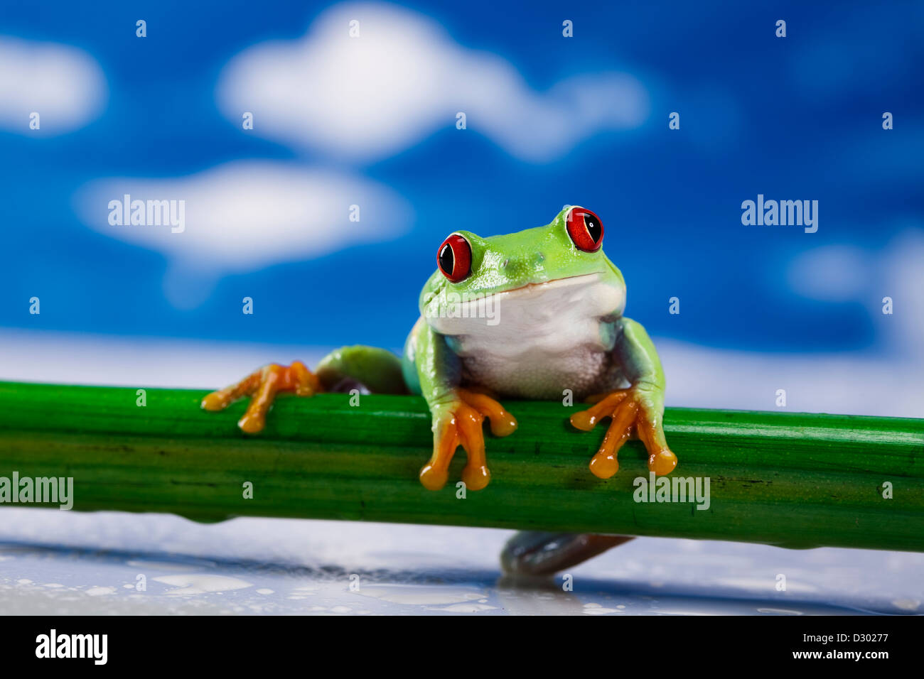 Red eyed tree frog Stock Photo - Alamy