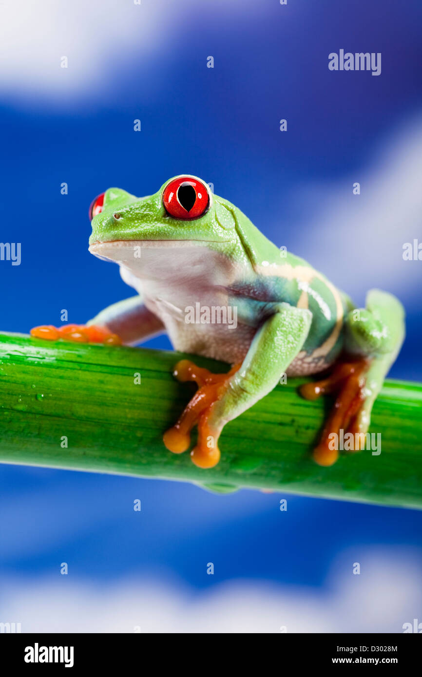 Red eyed tree frog Stock Photo - Alamy