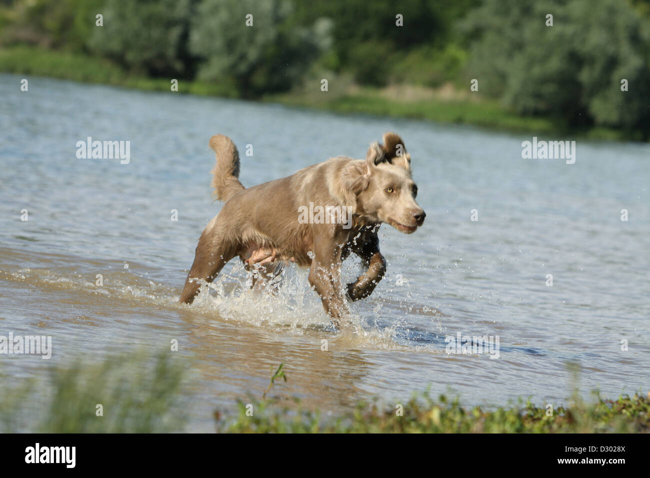 dog Weimaraner longhair / adult running in a lake Stock Photo - Alamy