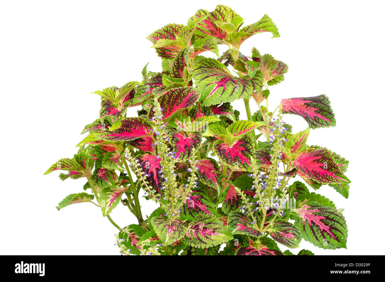 Coleus leaves isolated on white background Stock Photo - Alamy