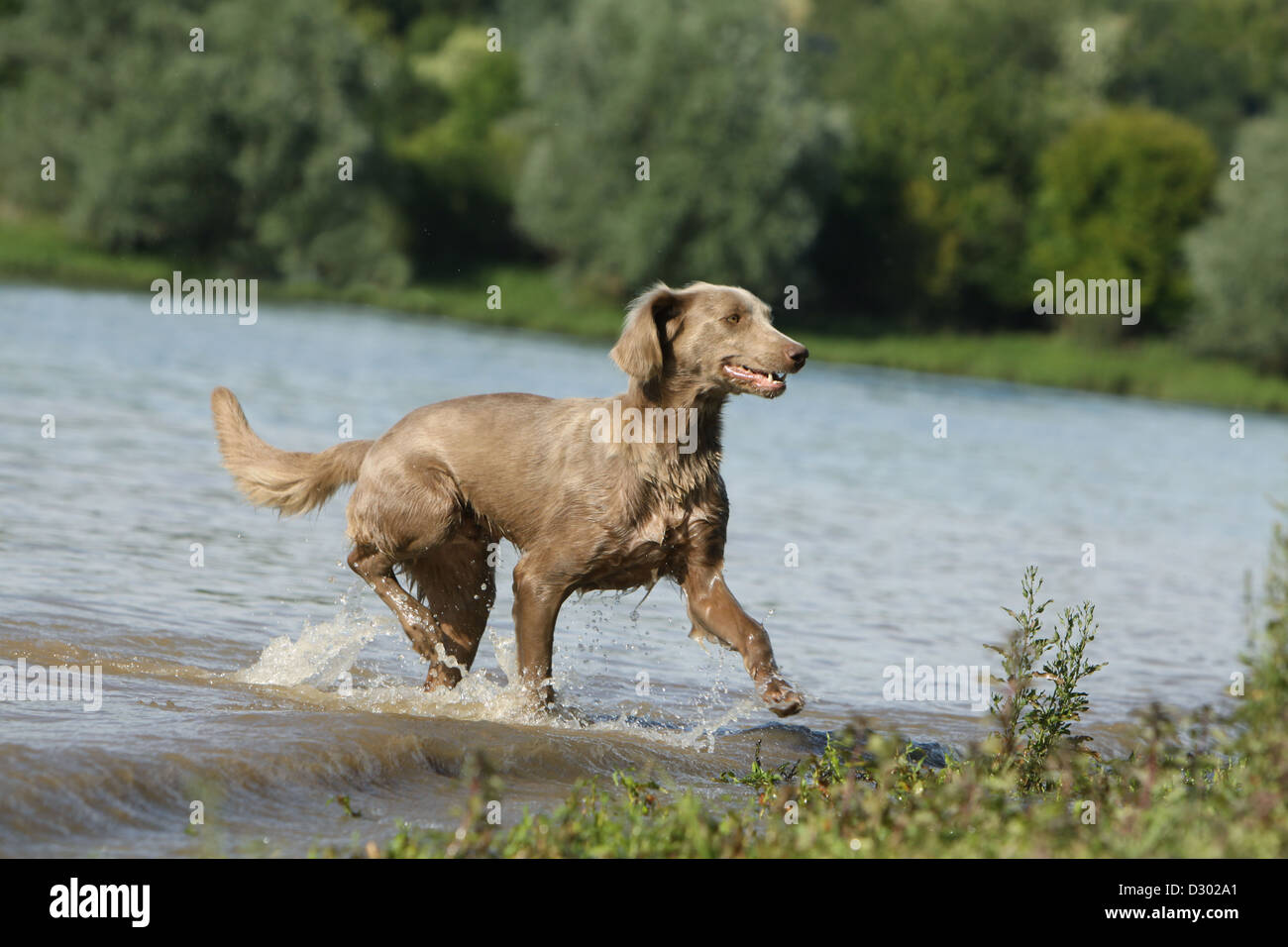 dog Weimaraner longhair / adult running in a lake Stock Photo - Alamy