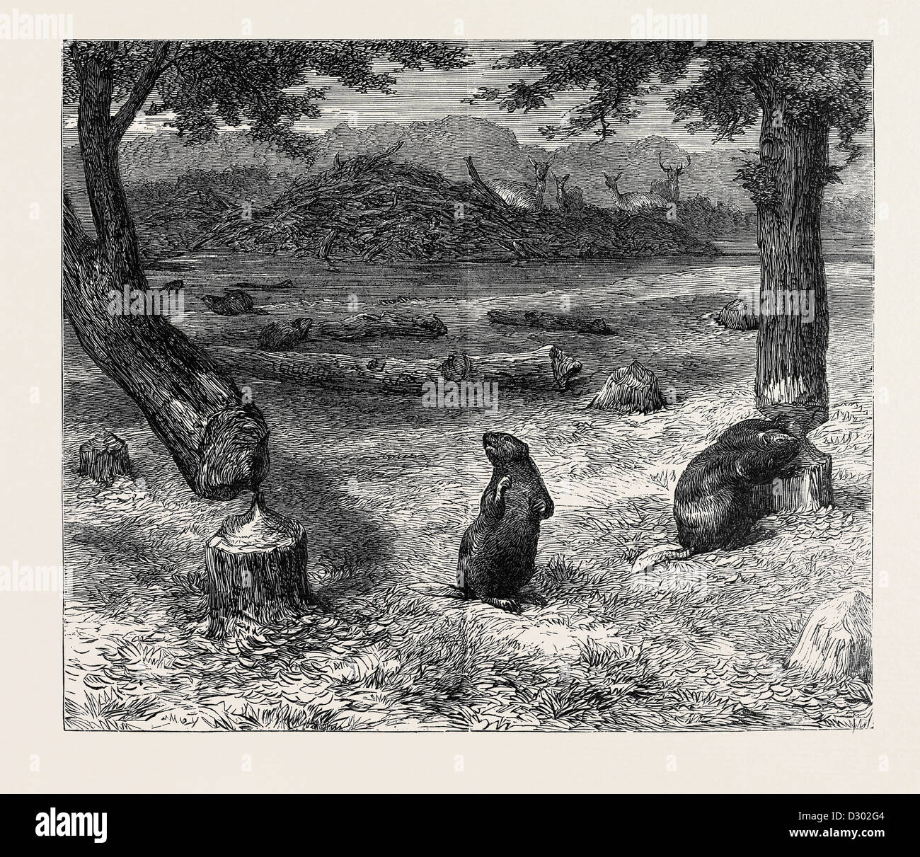 BEAVERS CUTTING DOWN TREES Stock Photo - Alamy