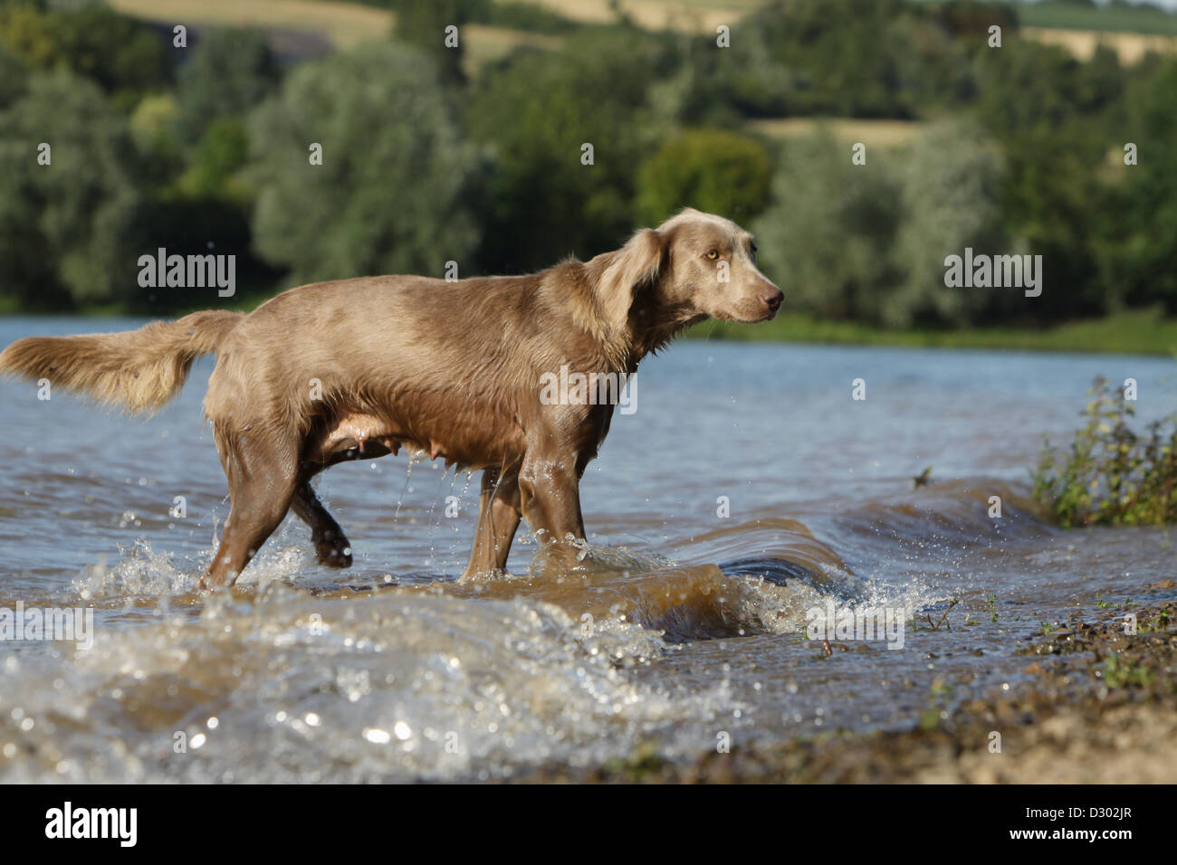 Weimaraner dog running in water hi-res stock photography and images - Alamy
