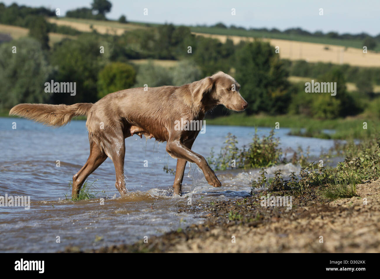 Weimaraner dog running in water hi-res stock photography and images - Alamy