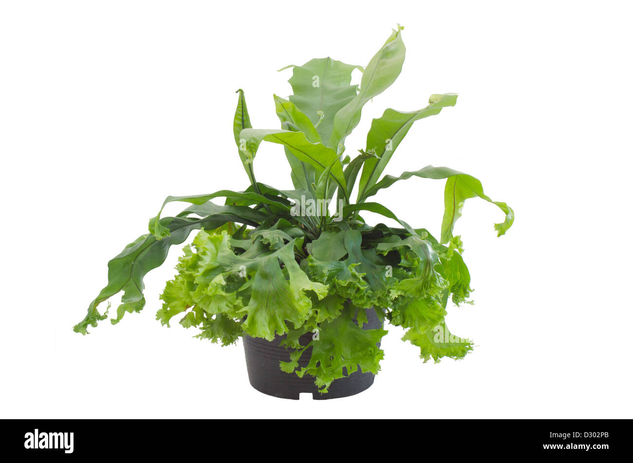 Green fern in pot isolated on white background Stock Photo - Alamy