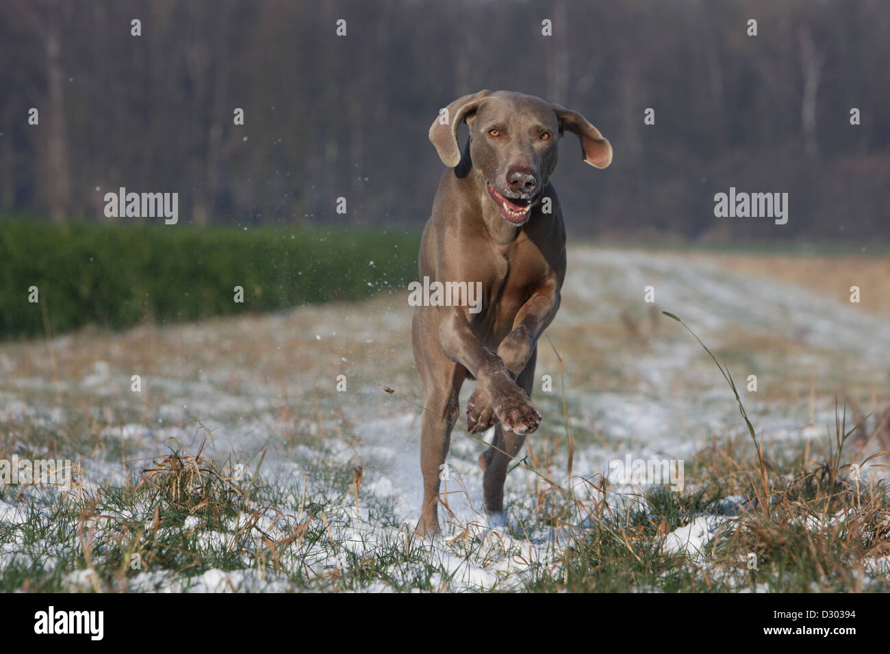 dog Weimaraner shorthair / adult running in a field Stock Photo - Alamy