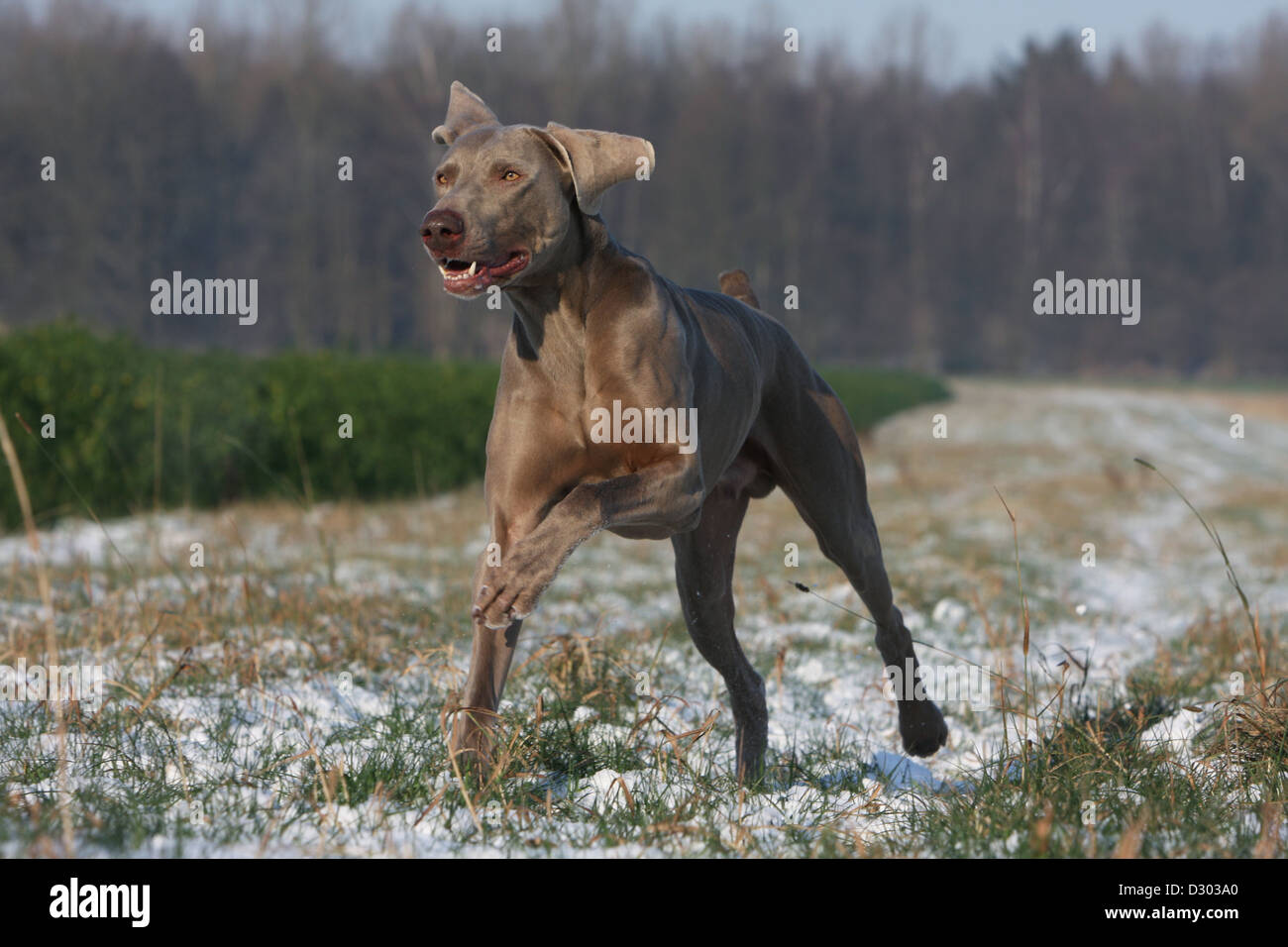 dog Weimaraner shorthair / adult running in snow Stock Photo - Alamy