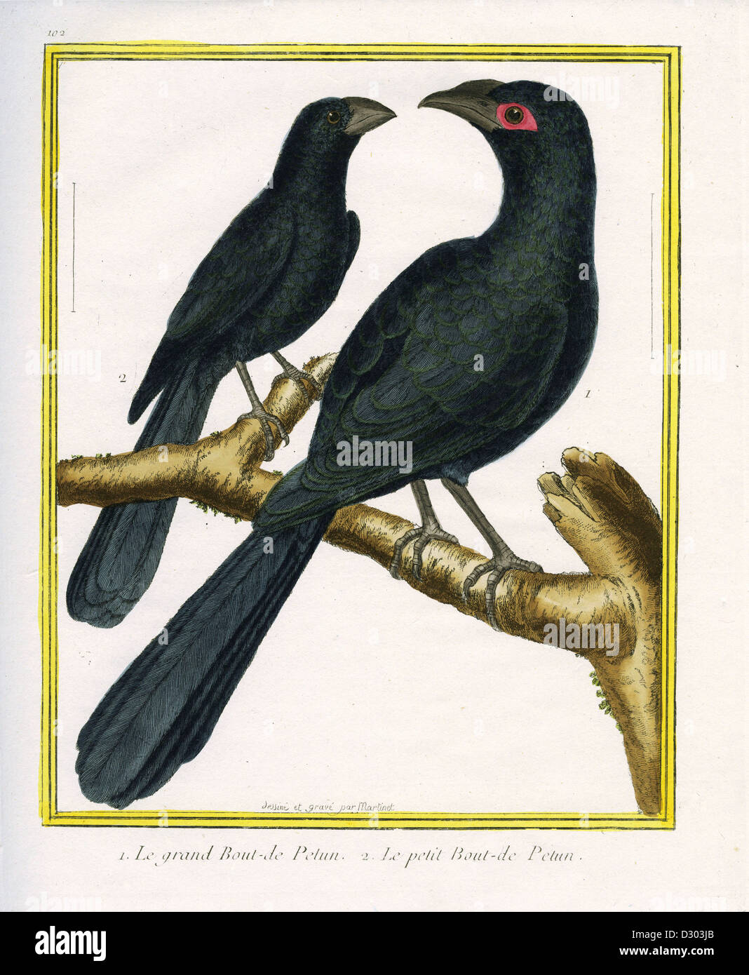 The Large Smooth Billed Ani and the Small Smooth Billed Ani Stock Photo ...