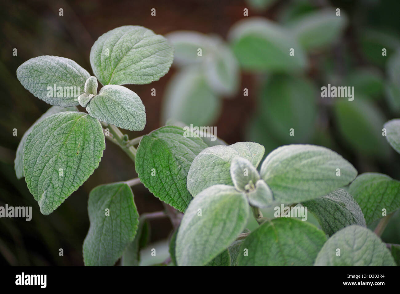 Leaf pattern texture hi-res stock photography and images - Alamy