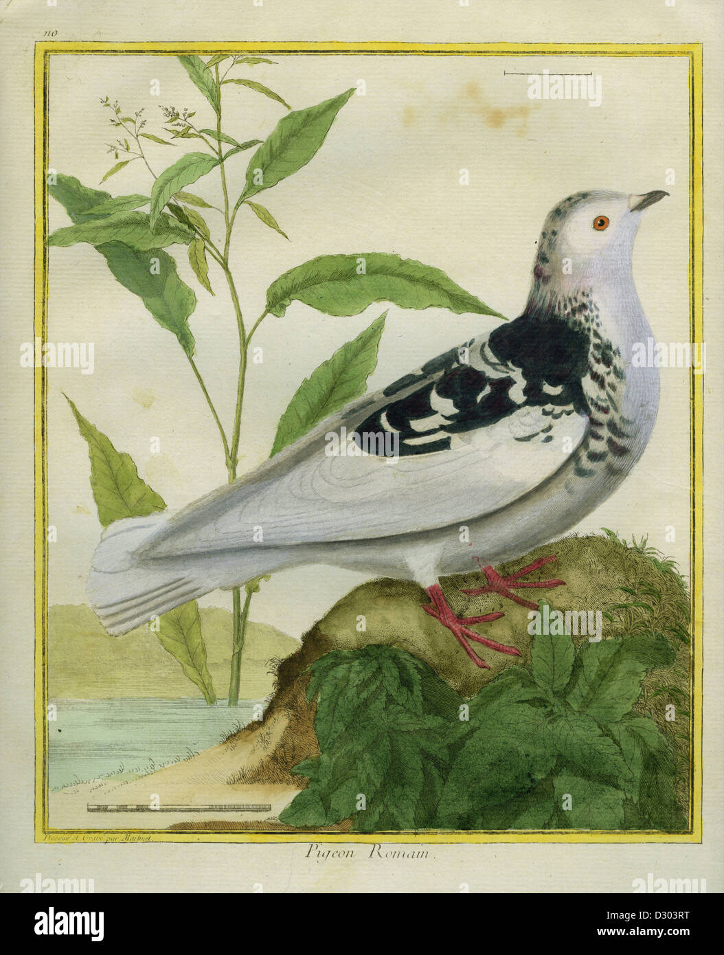 Copper pigeon hi-res stock photography and images - Alamy