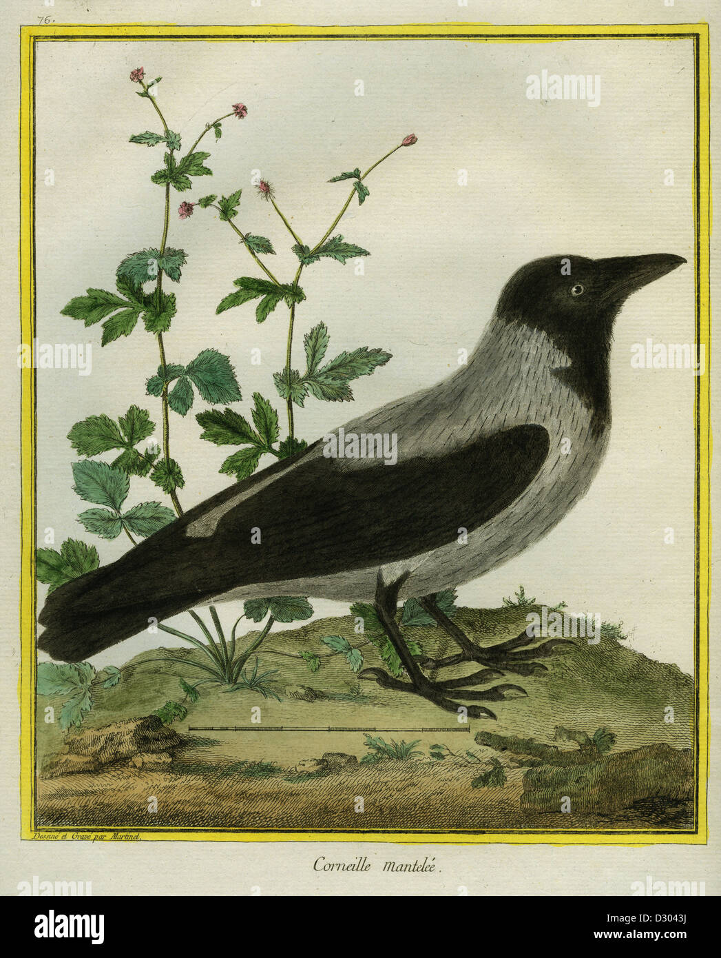 1770 1783 crow hi-res stock photography and images - Alamy