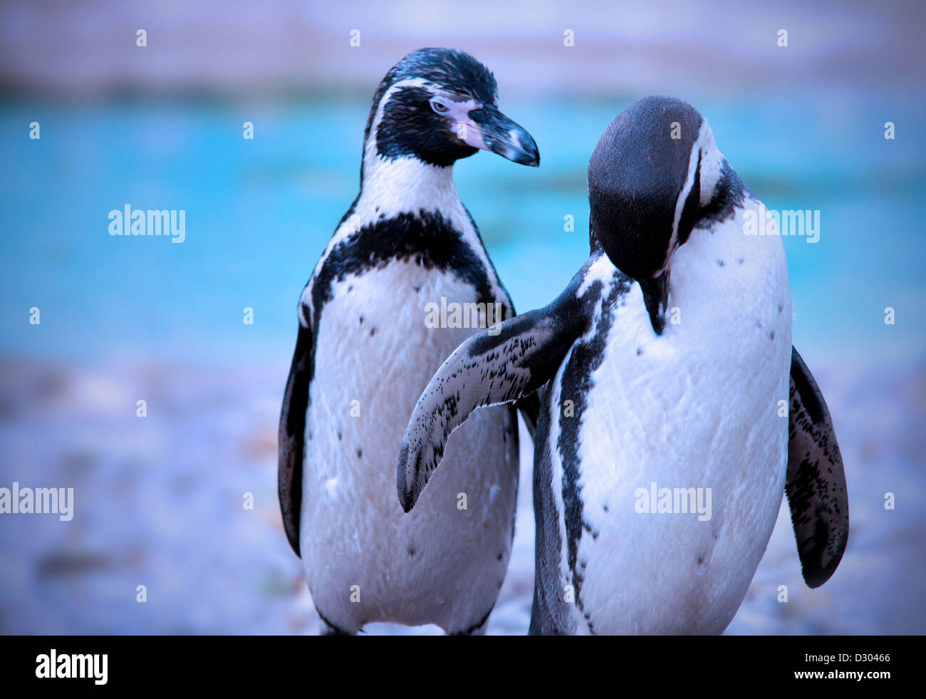 Two penguins hi-res stock photography and images - Alamy