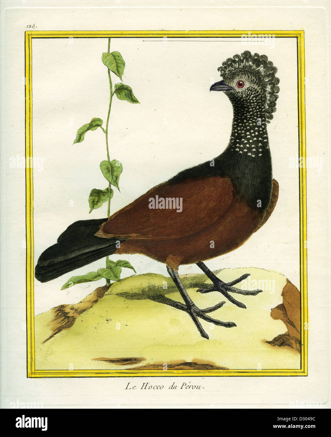 The Black Curassow Stock Photo - Alamy