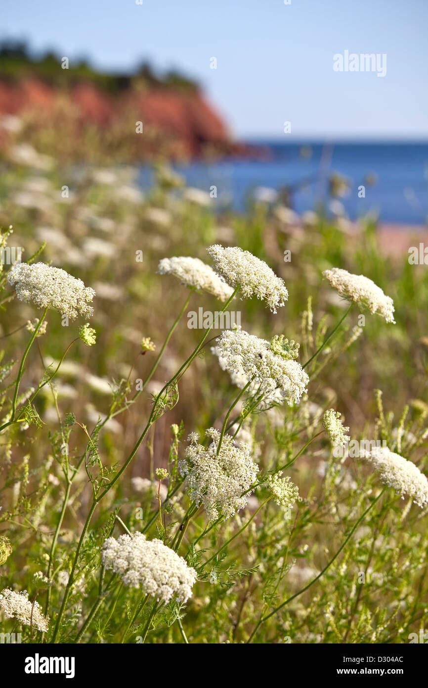 Queen Anne's Lace, a wildflower growing along the shoreline in rural ...