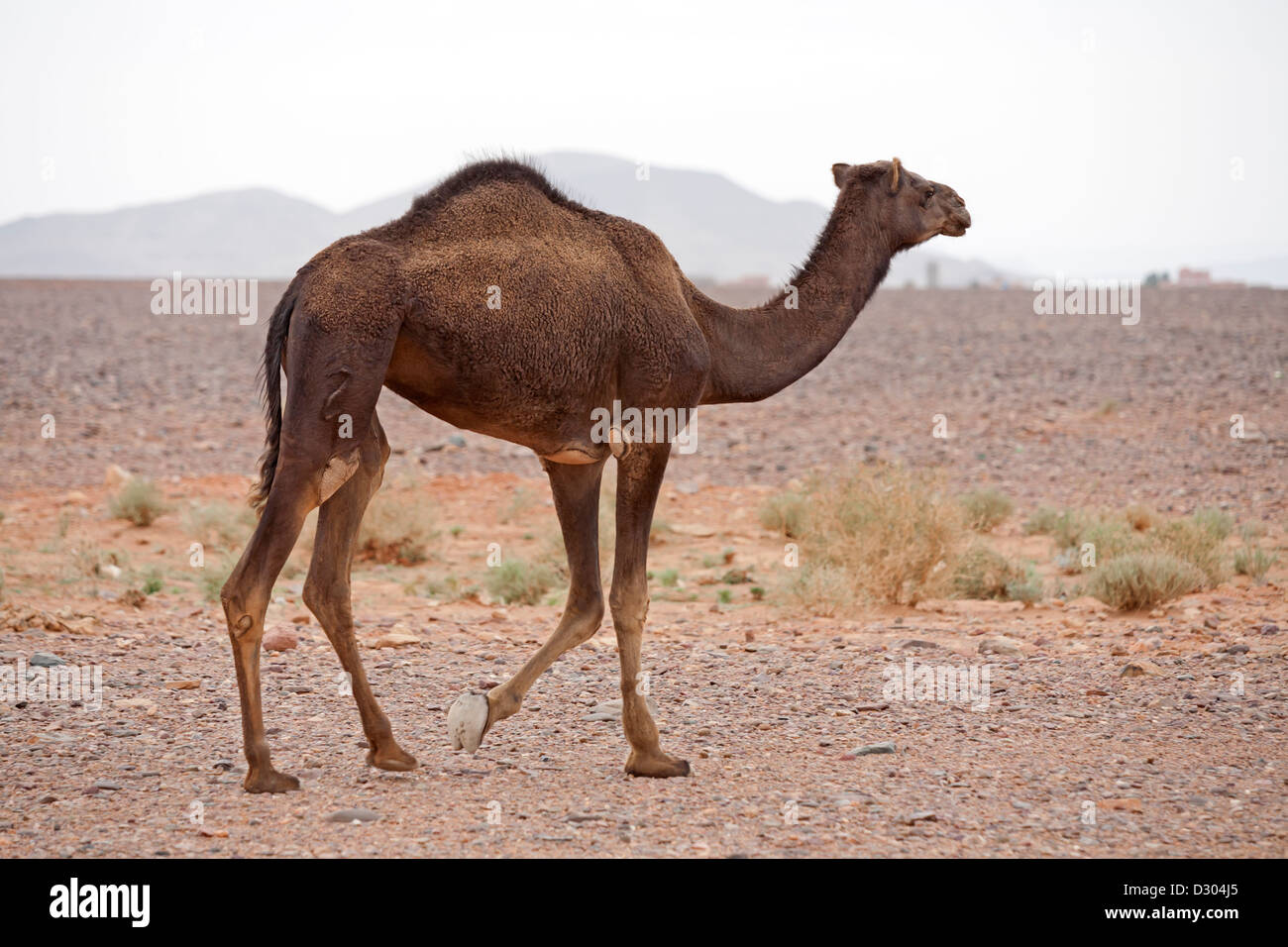 One hump camel hi-res stock photography and images - Alamy