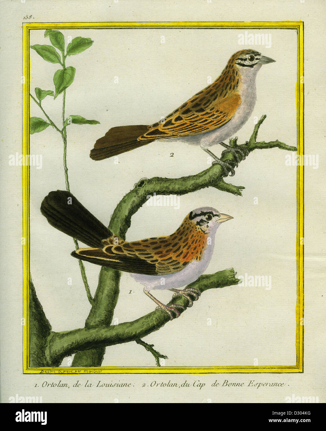 Ortolan Bunting and Ortolan Bunting from the Cape of Good Hope Stock ...