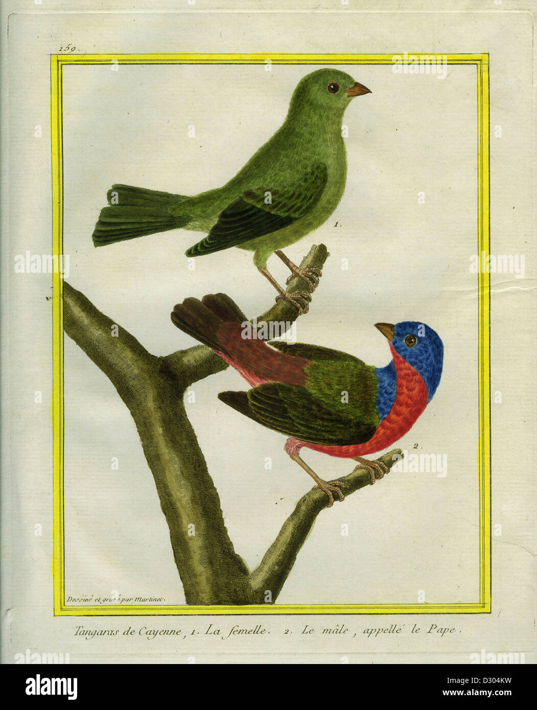 Guyana insects hi-res stock photography and images - Alamy