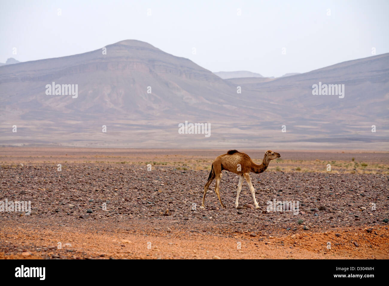 Camel crossing the plain close to jebel ougnat near alnif hi-res stock ...