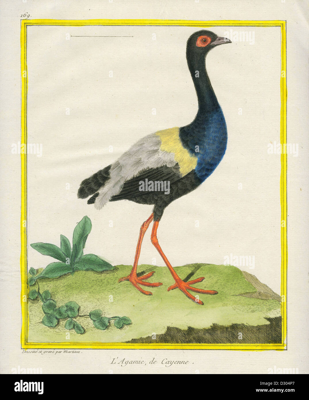 Reptiles winged hi-res stock photography and images - Alamy