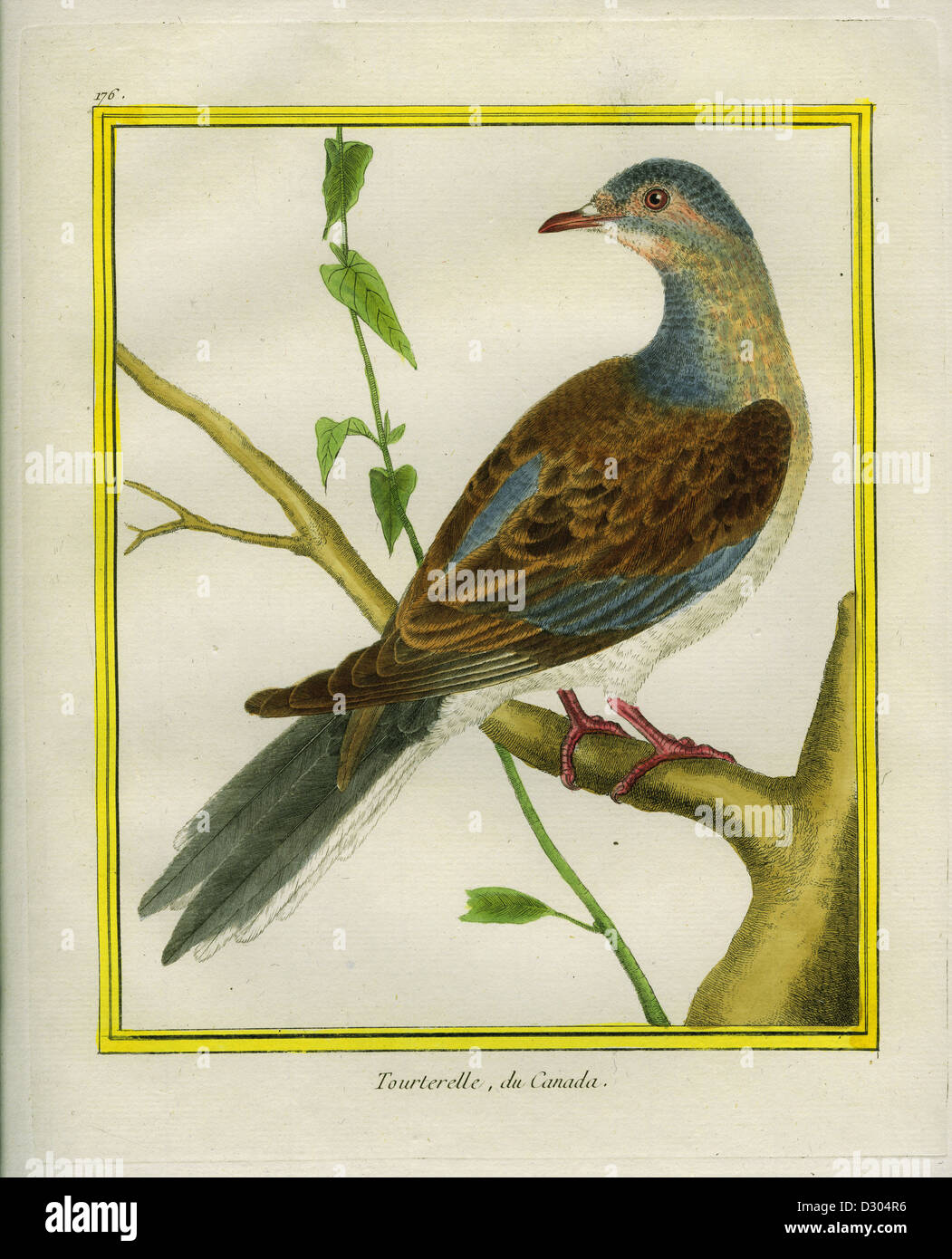 Canadian Turtle Dove Stock Photo - Alamy