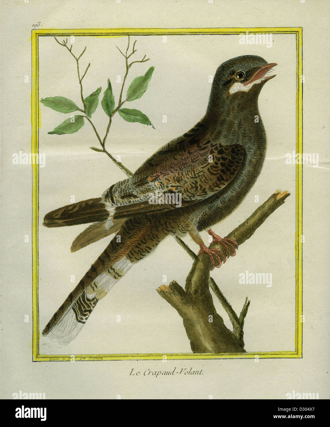 Nightjar flying hi-res stock photography and images - Alamy