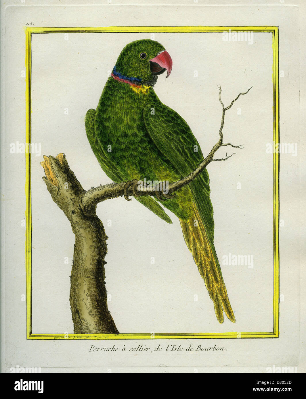 Emerald collared parakeet hi-res stock photography and images - Alamy