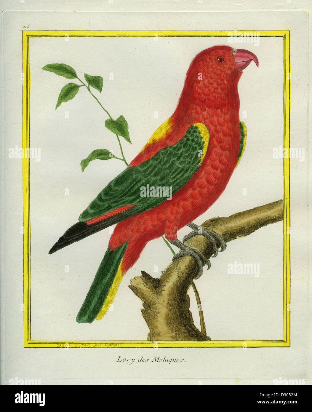 Moluccan lory hi-res stock photography and images - Alamy