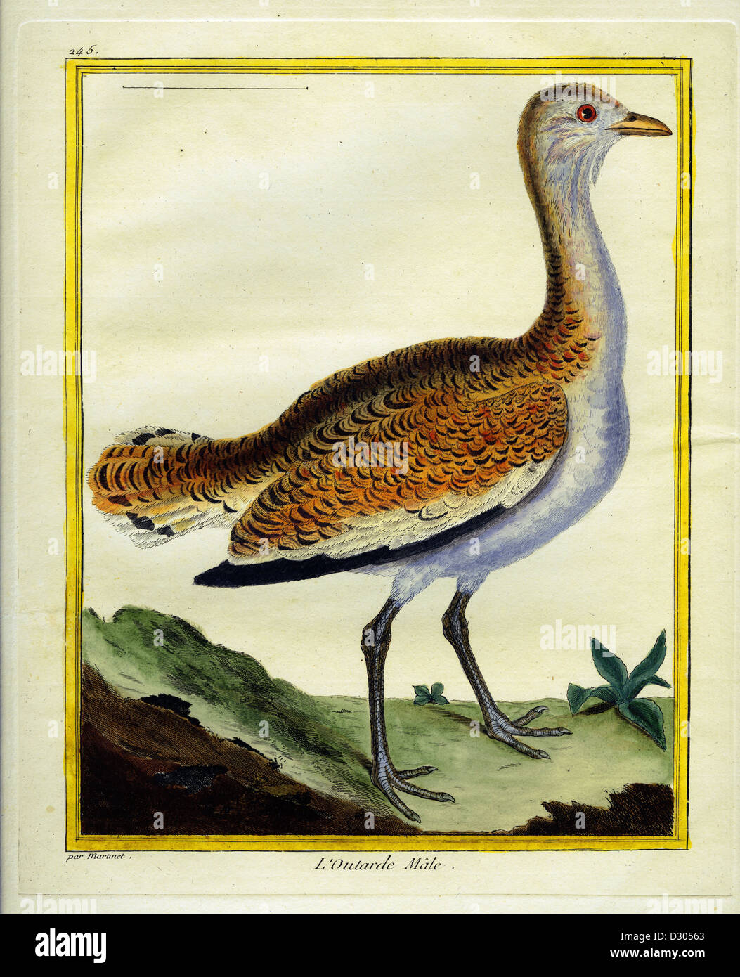 Bustard picture hi-res stock photography and images - Alamy