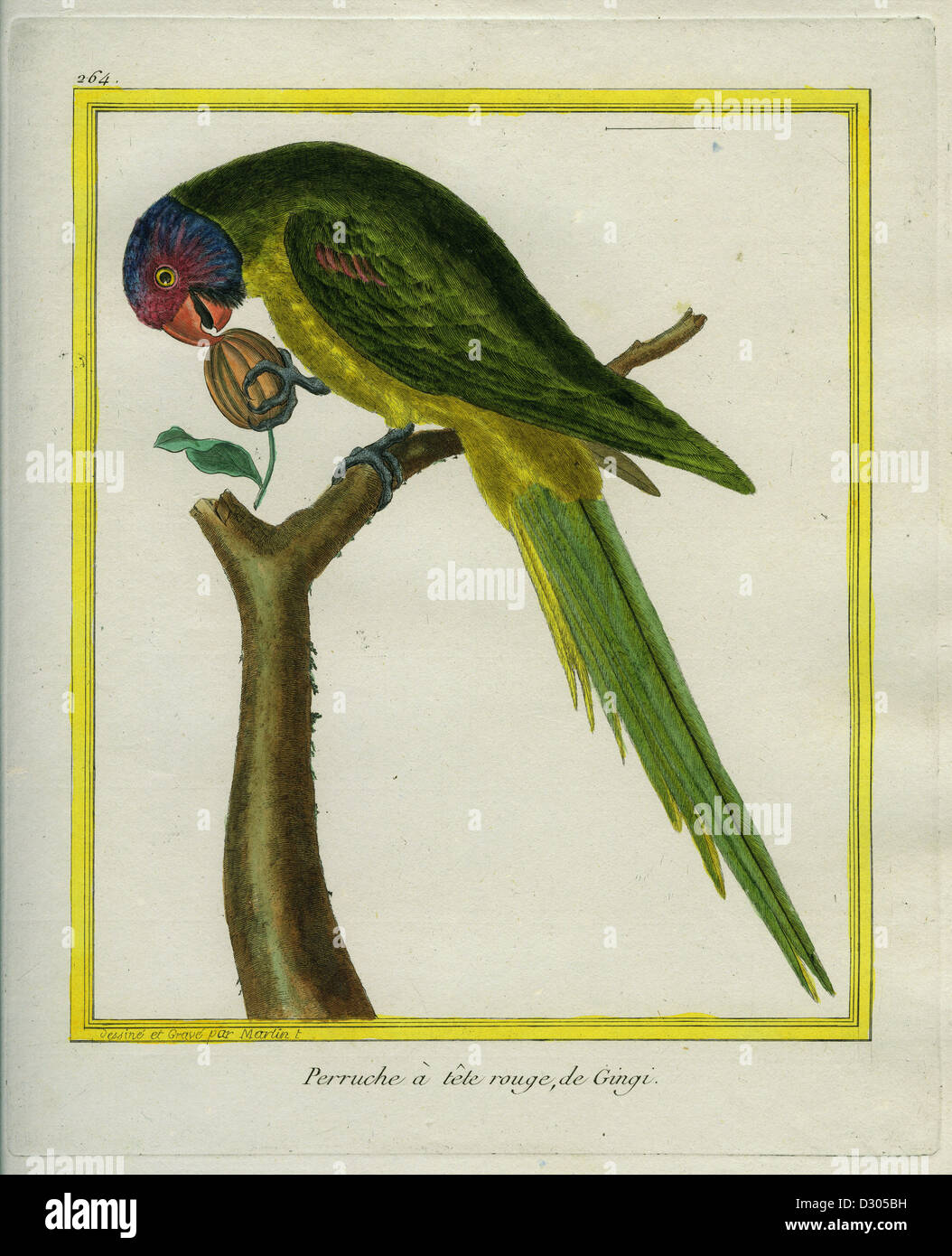 George louis leclerc parrot hi-res stock photography and images - Alamy