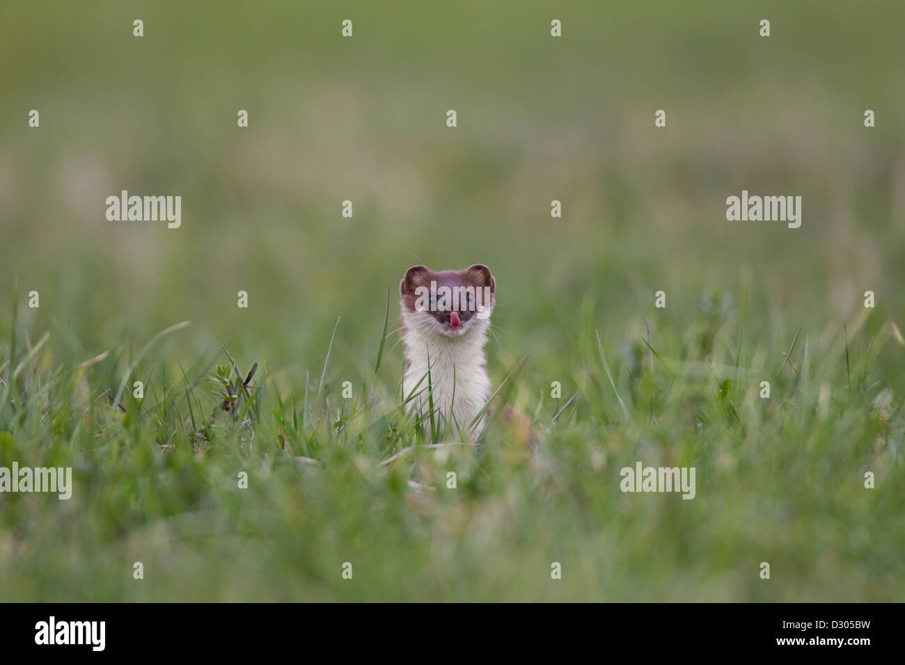 Großes Wiesel Hermelin Mustela erminea ermine Stock Photo - Alamy