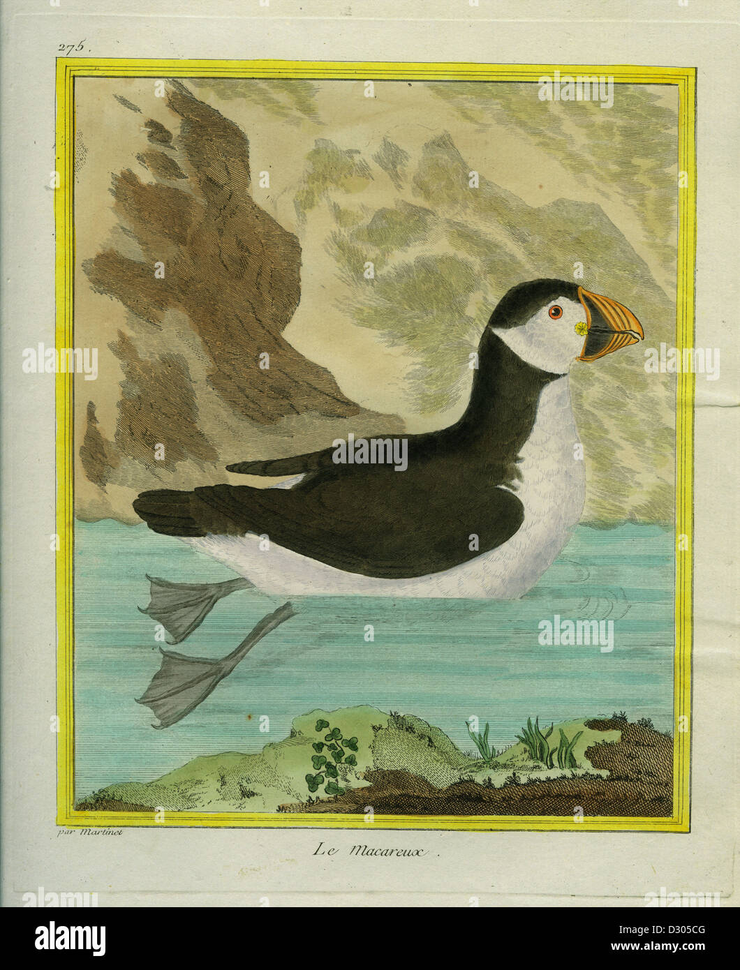 Puffin painting hi-res stock photography and images - Alamy