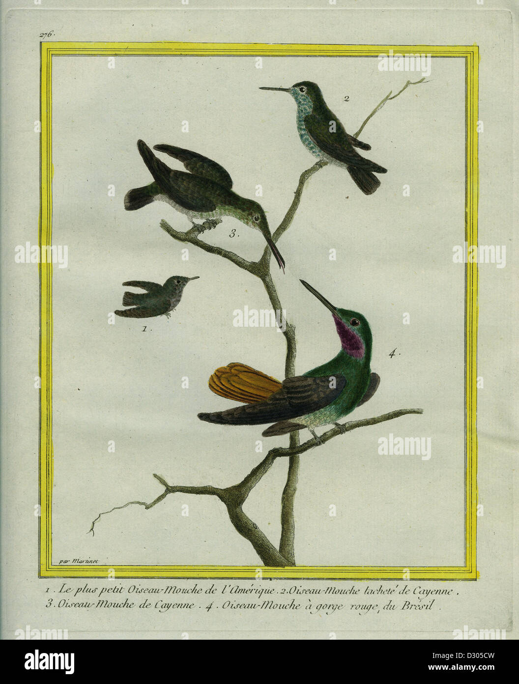 Hummingbirds painting hi-res stock photography and images - Alamy