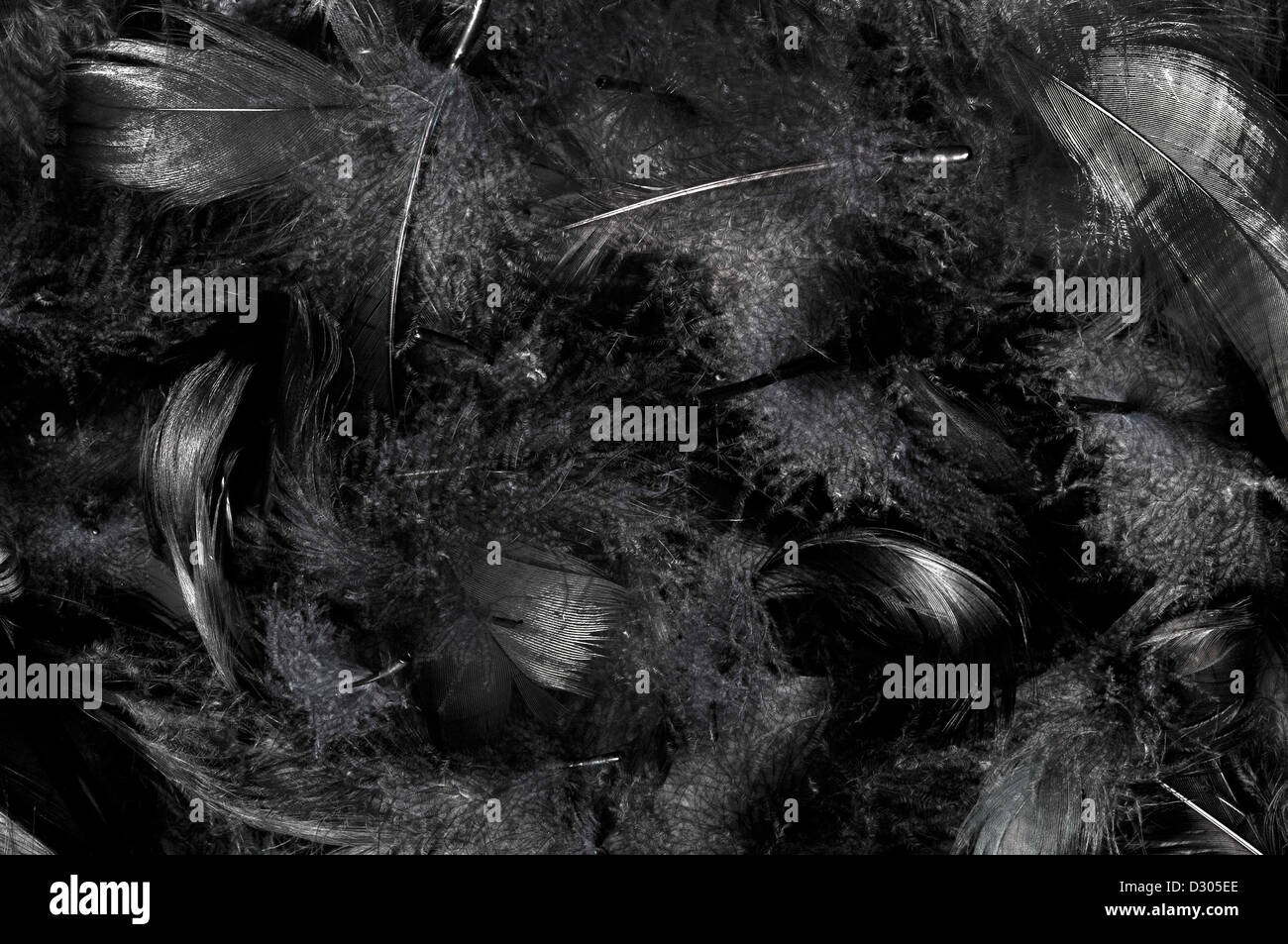 black feathers background Stock Photo - Alamy