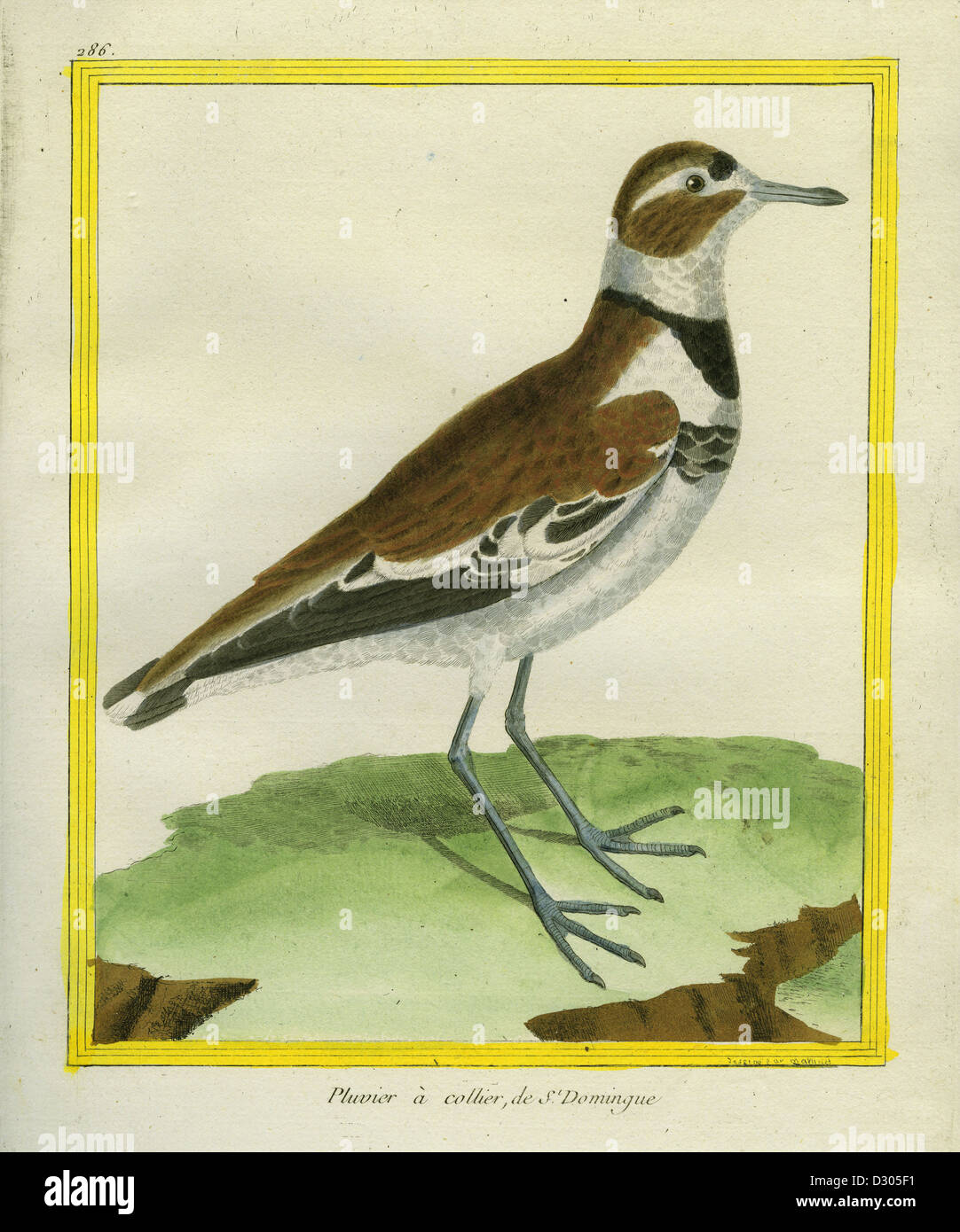 Charadrius collaris hi-res stock photography and images - Alamy