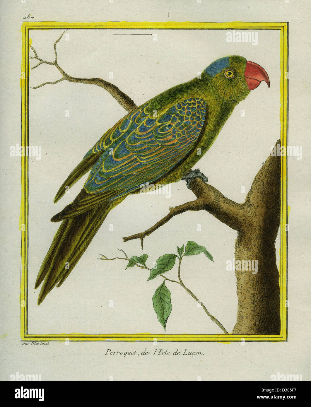 1770 1783 blue naped parrot hi-res stock photography and images - Alamy