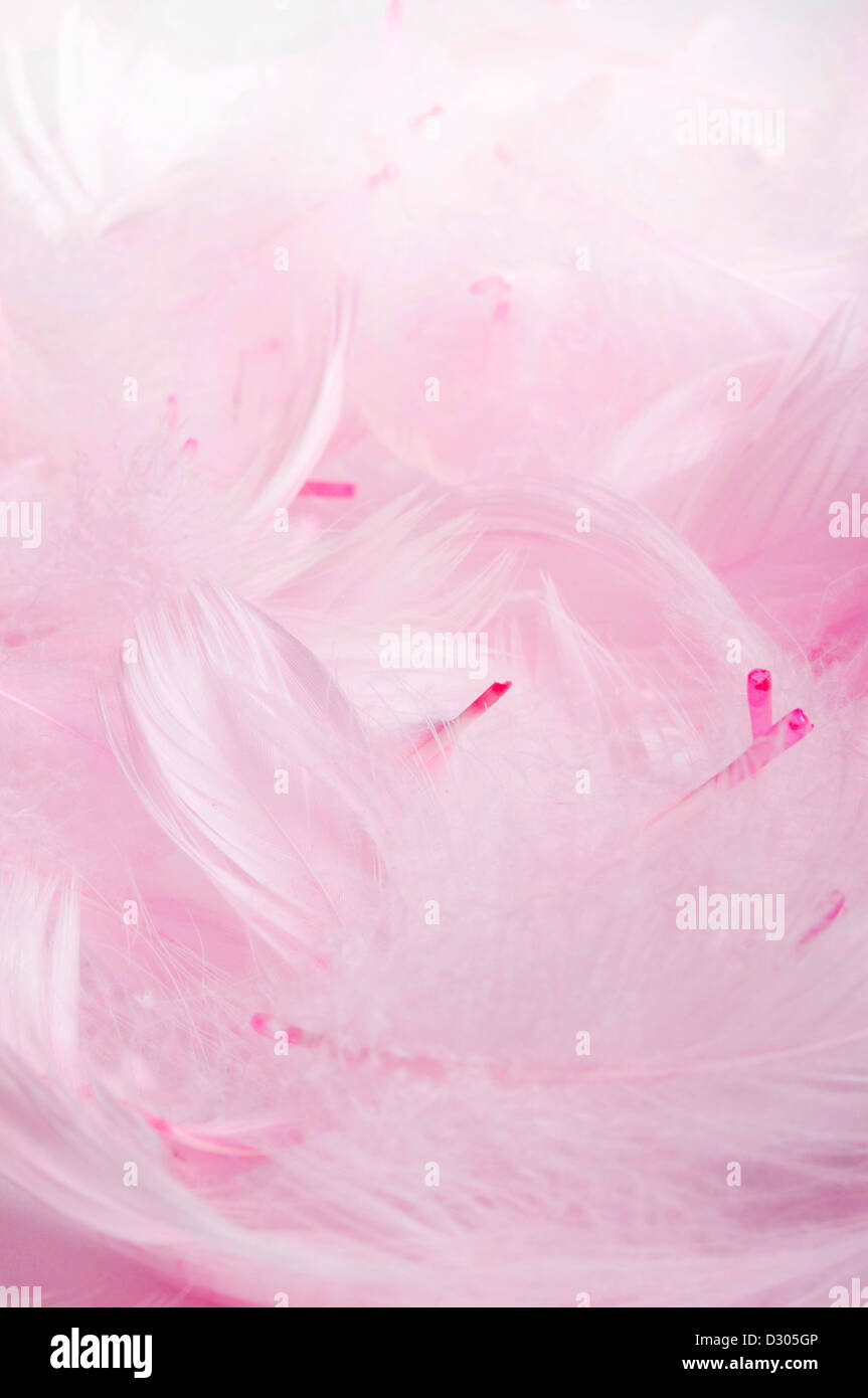 pink feathers background Stock Photo - Alamy