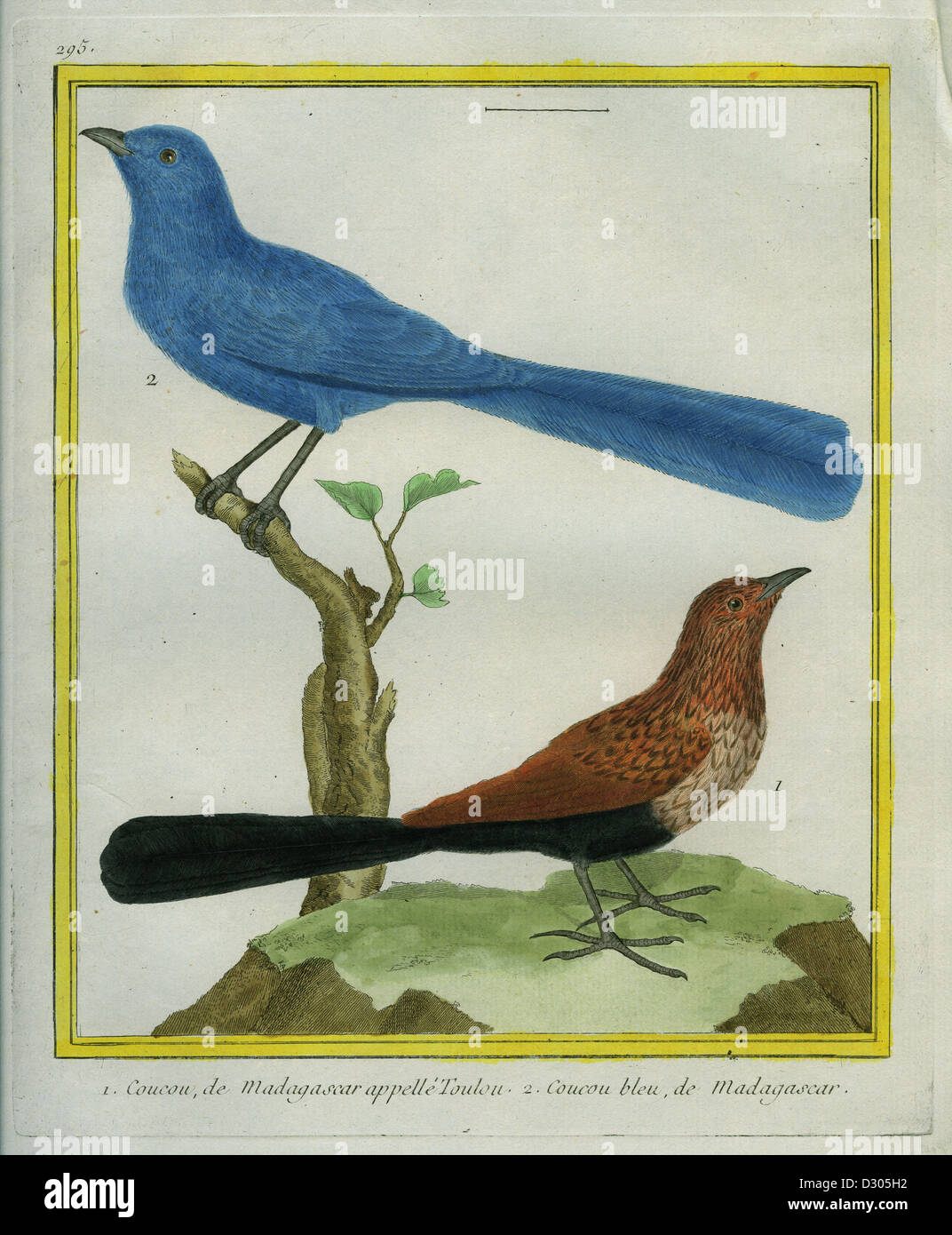 Madagascar Cuckoo and Blue Coua Stock Photo - Alamy