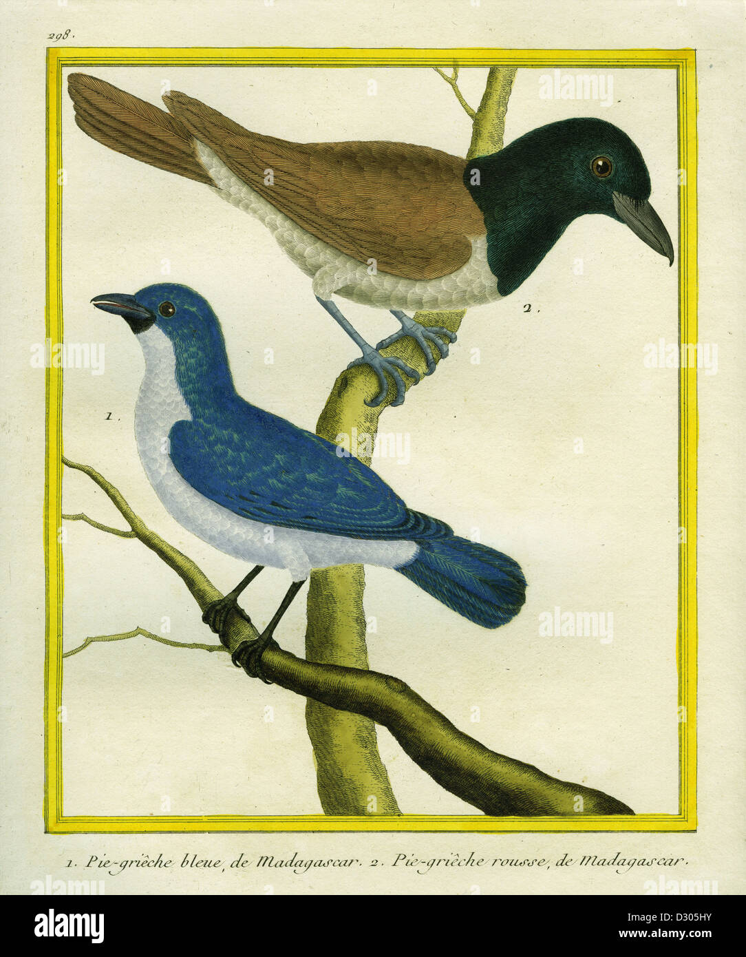 Blue Vanga and Rufous Vanga Stock Photo - Alamy