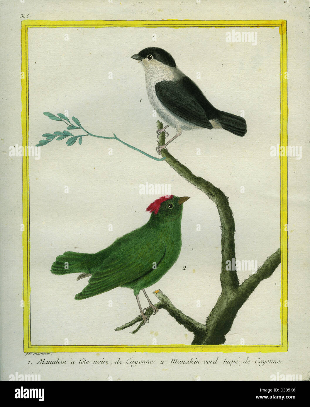 White-bearded Manakin and Blue-backed Manakin Stock Photo - Alamy