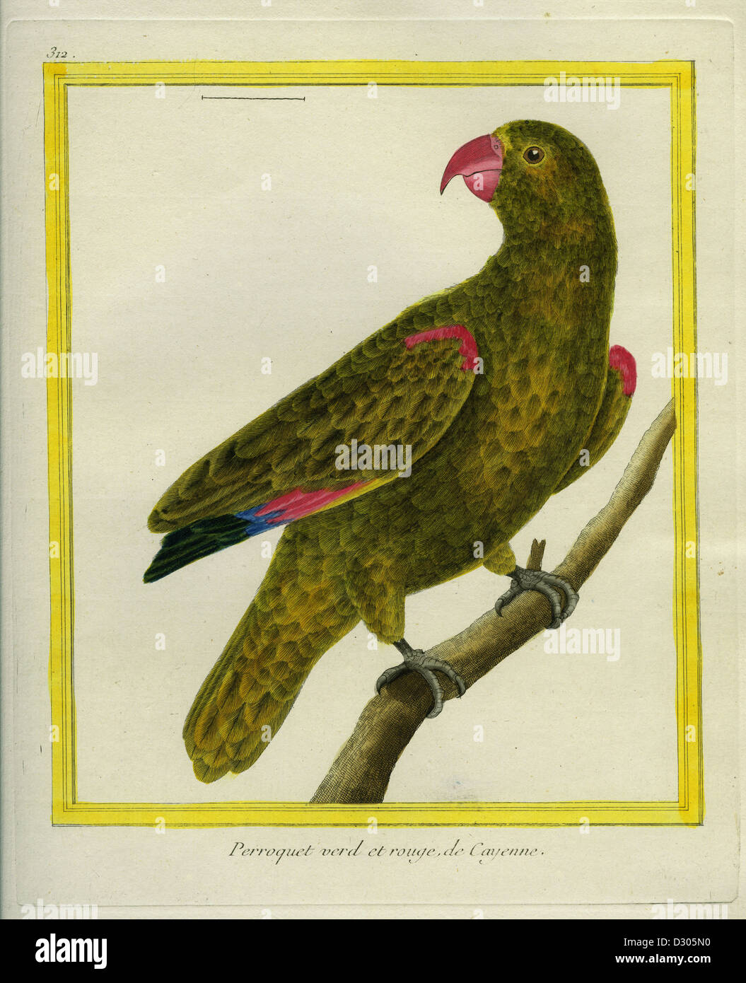 Red billed pionus hi-res stock photography and images - Alamy