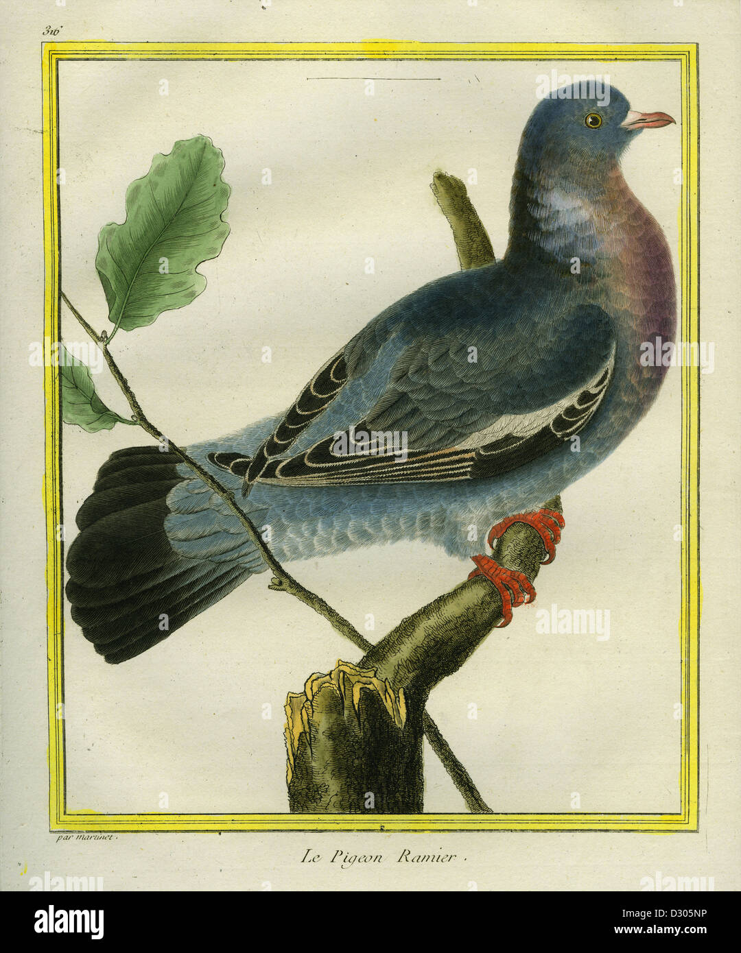 George And Pigeon High Resolution Stock Photography and Images - Alamy