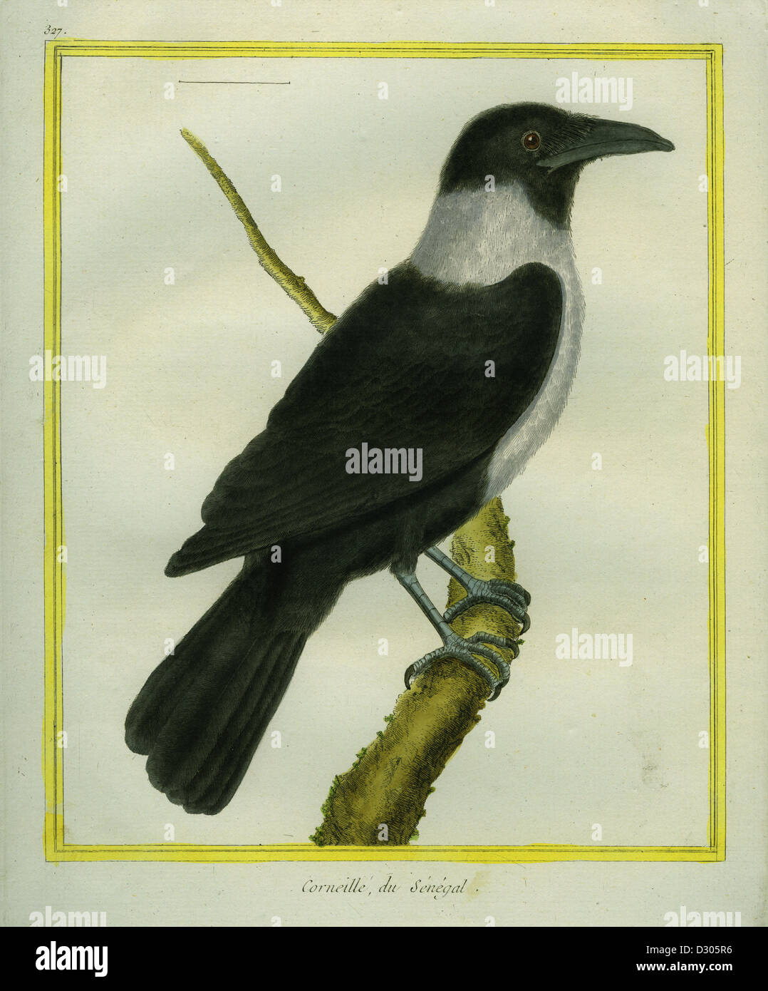 Crow with white feathers hi-res stock photography and images - Alamy