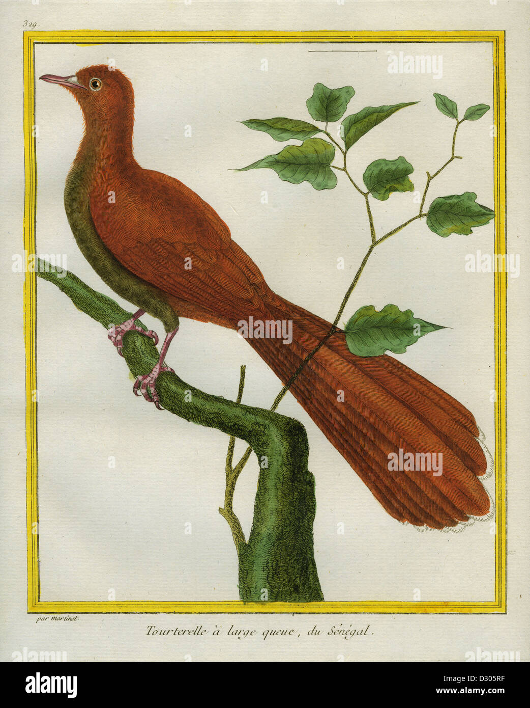 Coloured Dove High Resolution Stock Photography and Images - Alamy