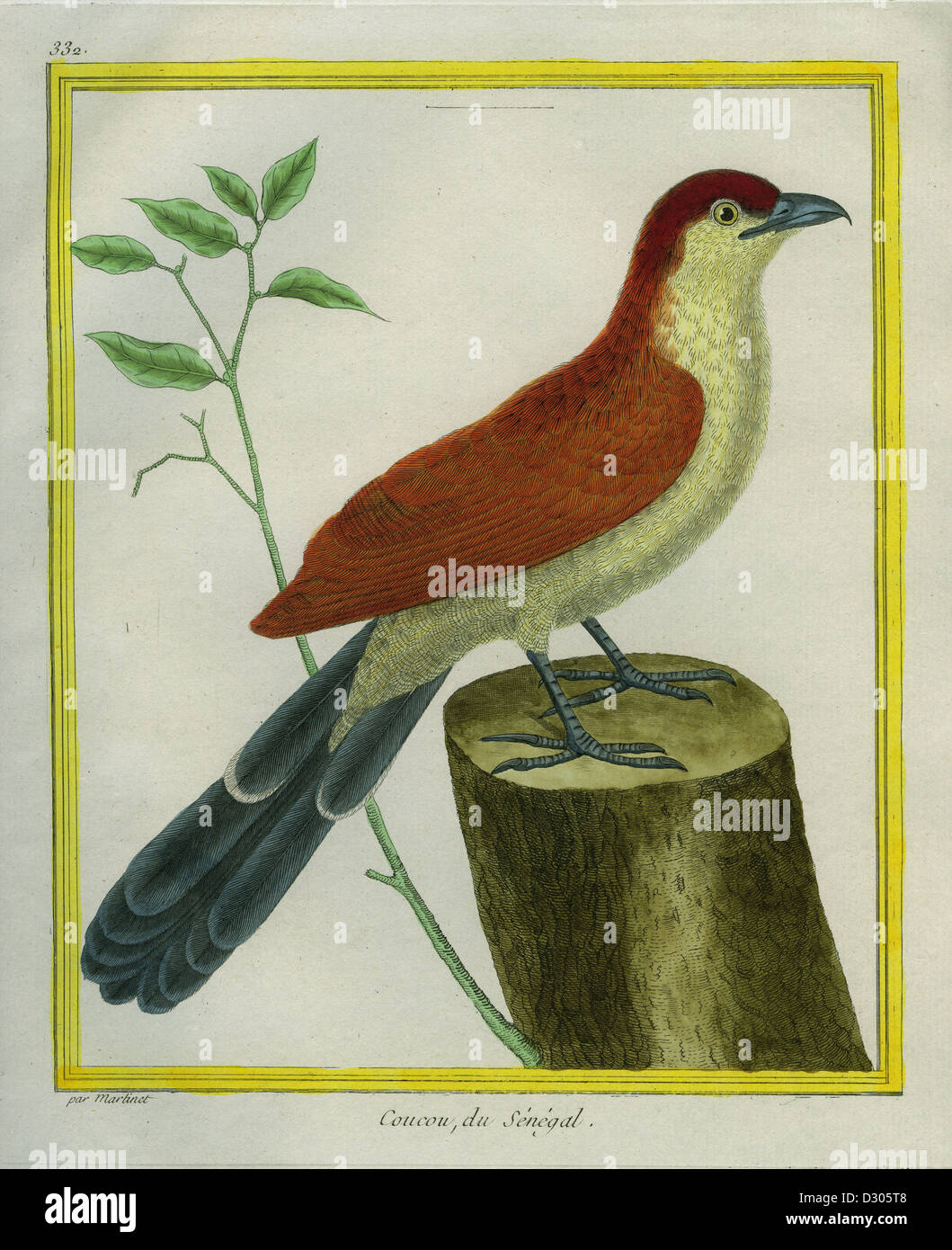 African cuckoo cuculus gularis hi-res stock photography and images - Alamy