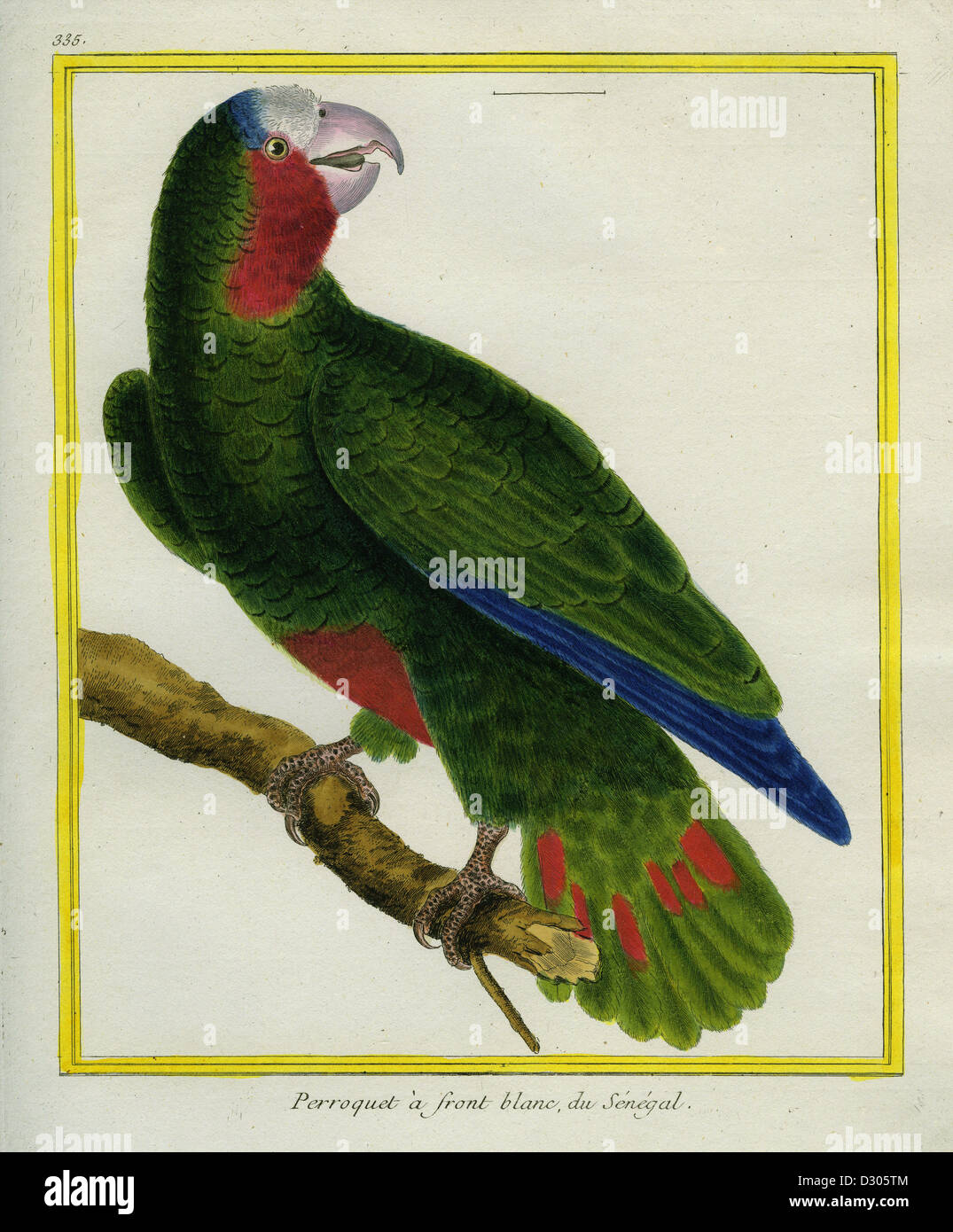 George louis leclerc parrot hi-res stock photography and images - Alamy