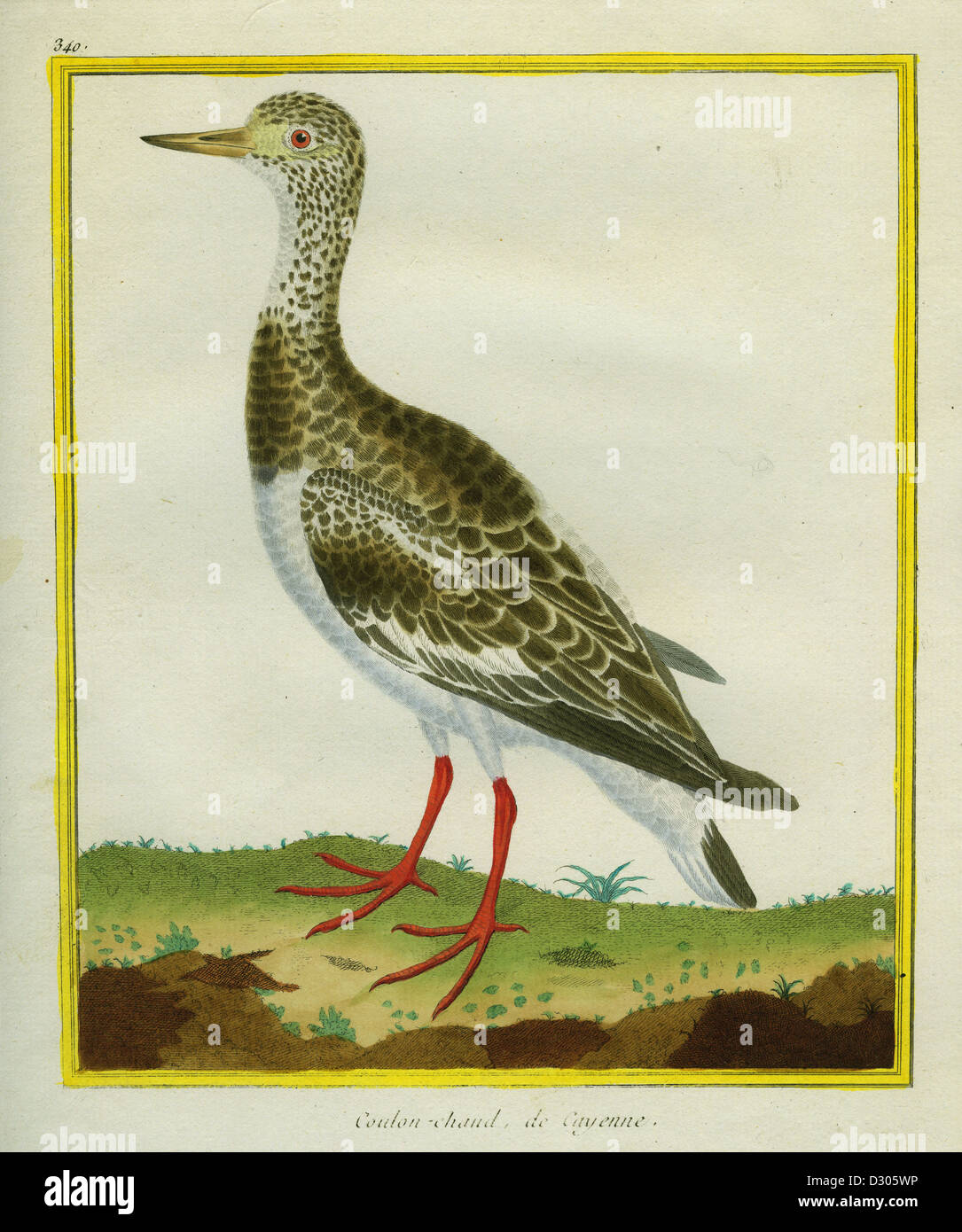 Scaled pigeon hi-res stock photography and images - Alamy