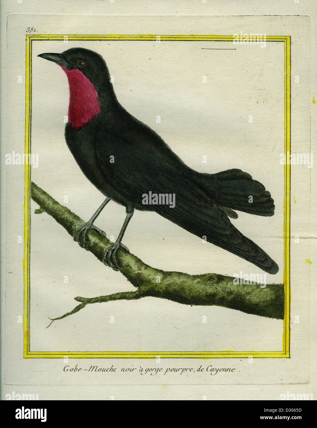 Fruitcrow hi-res stock photography and images - Alamy