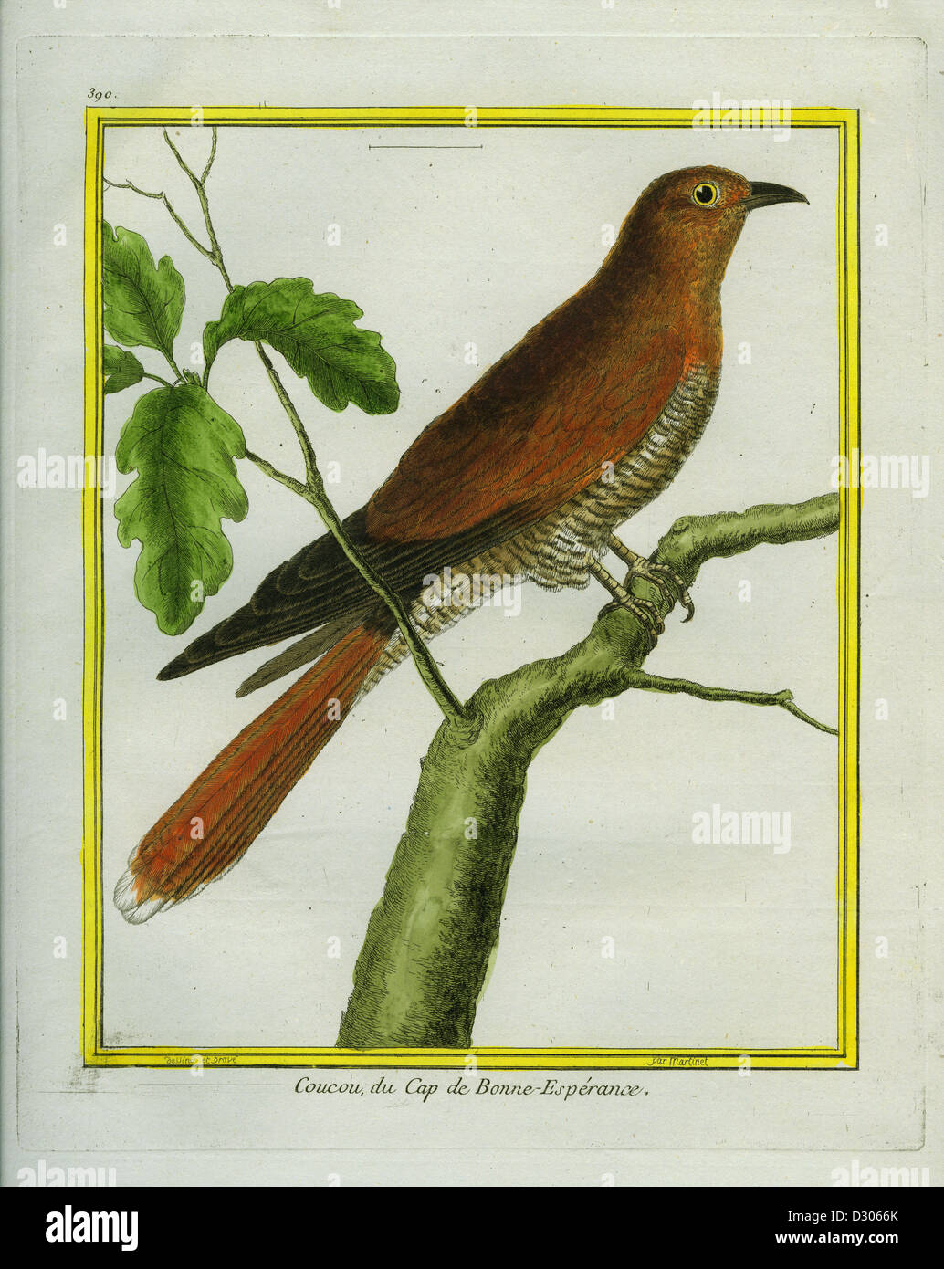 African cuckoo cuculus gularis hi-res stock photography and images - Alamy